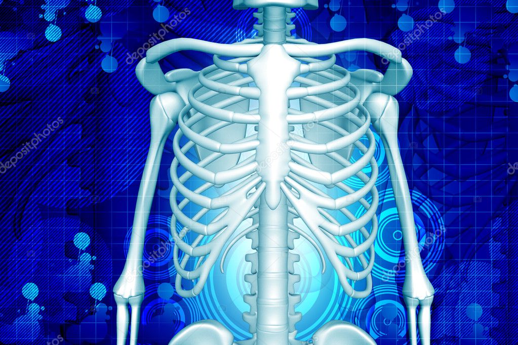 Human rib — Stock Photo © rbhavana #3052447