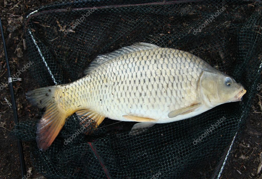 European carp - Cyprinus carpio Stock Photo by ©limbi007 2897601