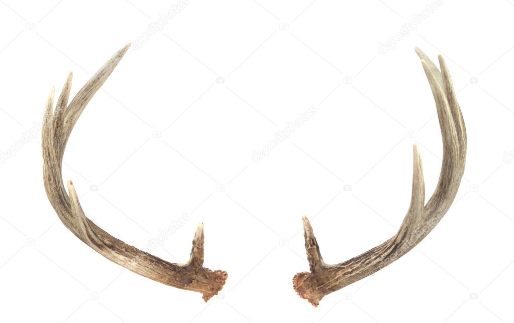 Side View of Whitetail Deer Antlers — Stock Photo © deepspacedave #3441336