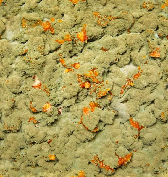 Seamless texture of mold Stock Photos, Royalty Free Seamless texture of ...