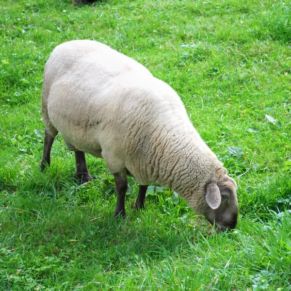 Sheep - Stock Image - Everypixel