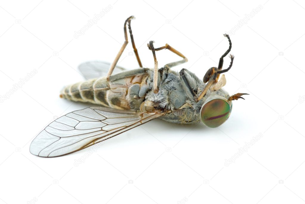 Dead gadfly — Stock Photo © digitalr #3059618