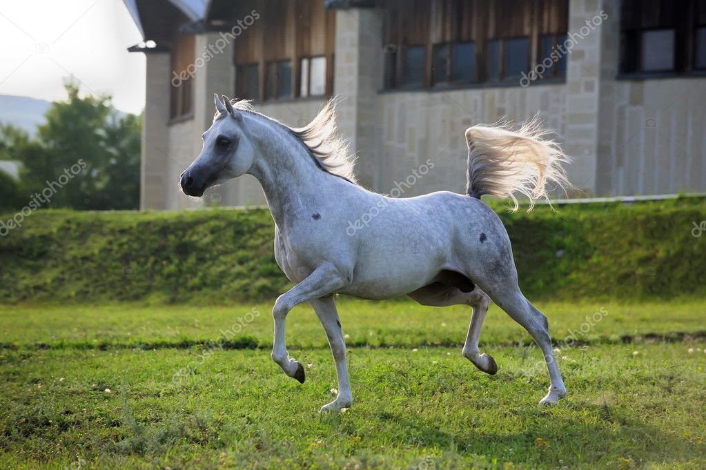 Gray arabian horse running trot on pasture — Stock Photo © dozornaya ...