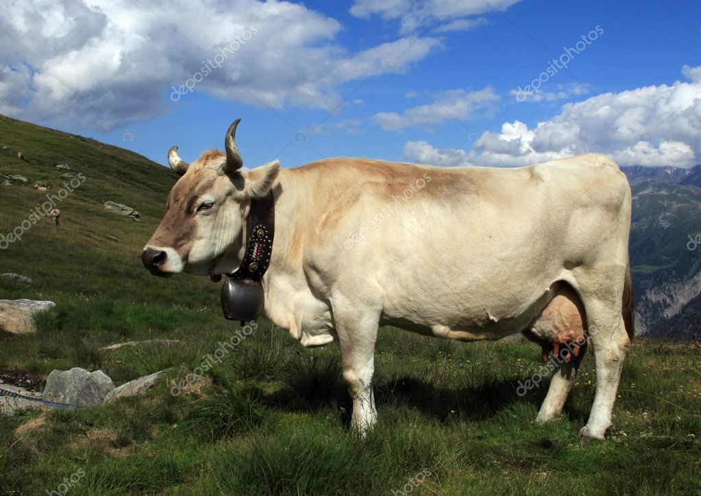 Swiss Cow — Stock Photo © NataliGlado #2878899