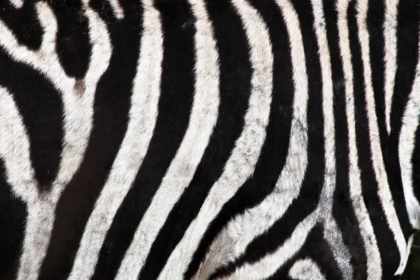 Zebra skin - Stock Image - Everypixel