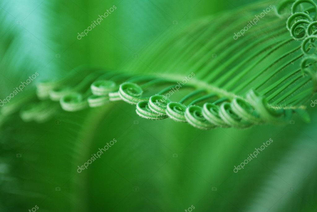 Young cycas leaf — Stock Photo © tony4urban #2979855