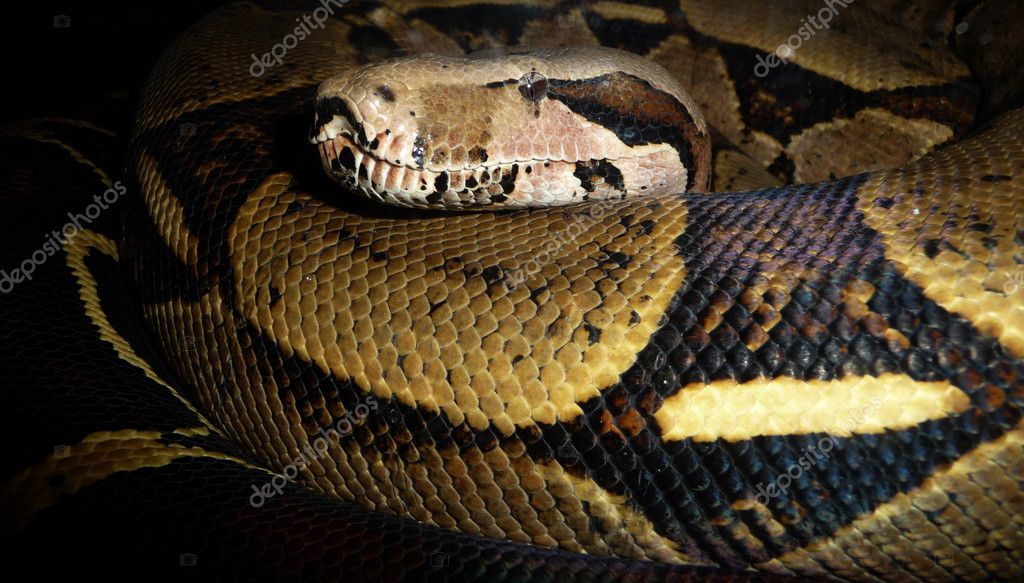 Big snake — Stock Photo © tony4urban #3244158
