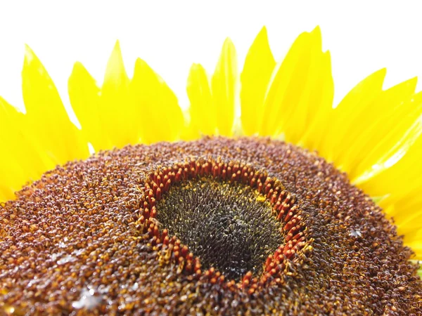 Sunflower core Stock Photos, Royalty Free Sunflower core Images | Depositphotos