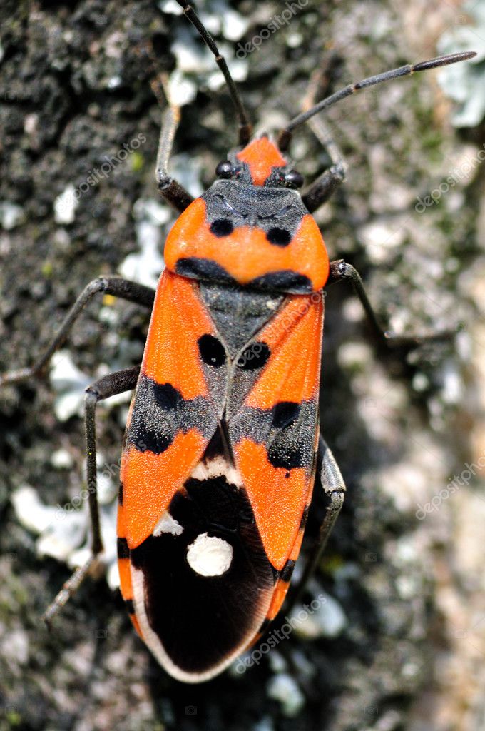 Colorful insects on the tree Stock Photo by ©LucicN 2969758