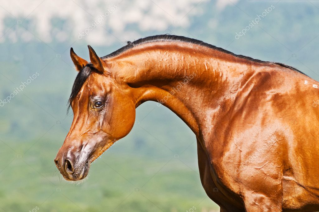 Bay arabian stallion portrait — Stock Photo © vikarus #3570837