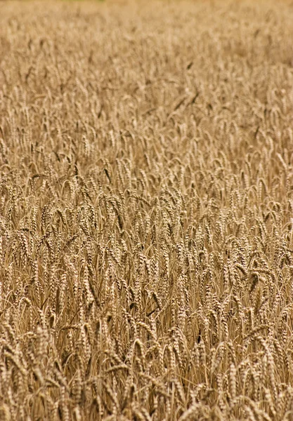 Dead wheat field Stock Photos, Royalty Free Dead wheat field Images ...
