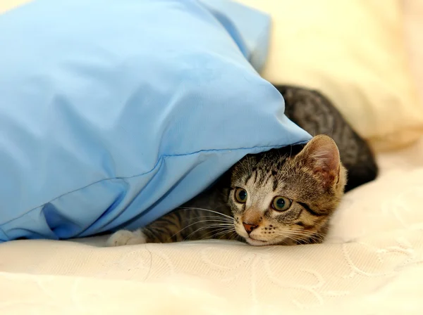 Playing cat Stock Photos, Royalty Free Playing cat Images | Depositphotos