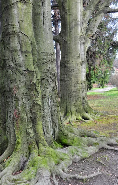 Ole Stock Photos, Royalty Free Ole Images | Depositphotos