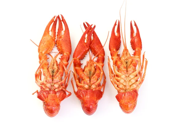 ᐈ Craw stock photos, Royalty Free craw fish photos | download on ...