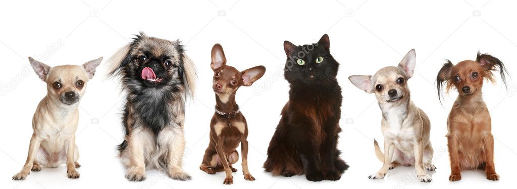 Group of young dogs — Stock Photo © FotoJagodka #3466699