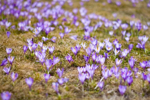 Saffrons Pictures, Saffrons Stock Photos & Images | Depositphotos®