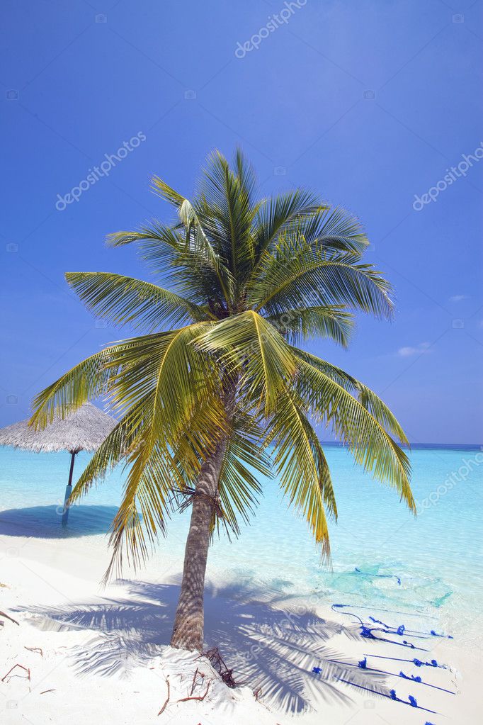 Palm tree bent above waters of ocean. Stock Photo by ©KKulikov 3083798