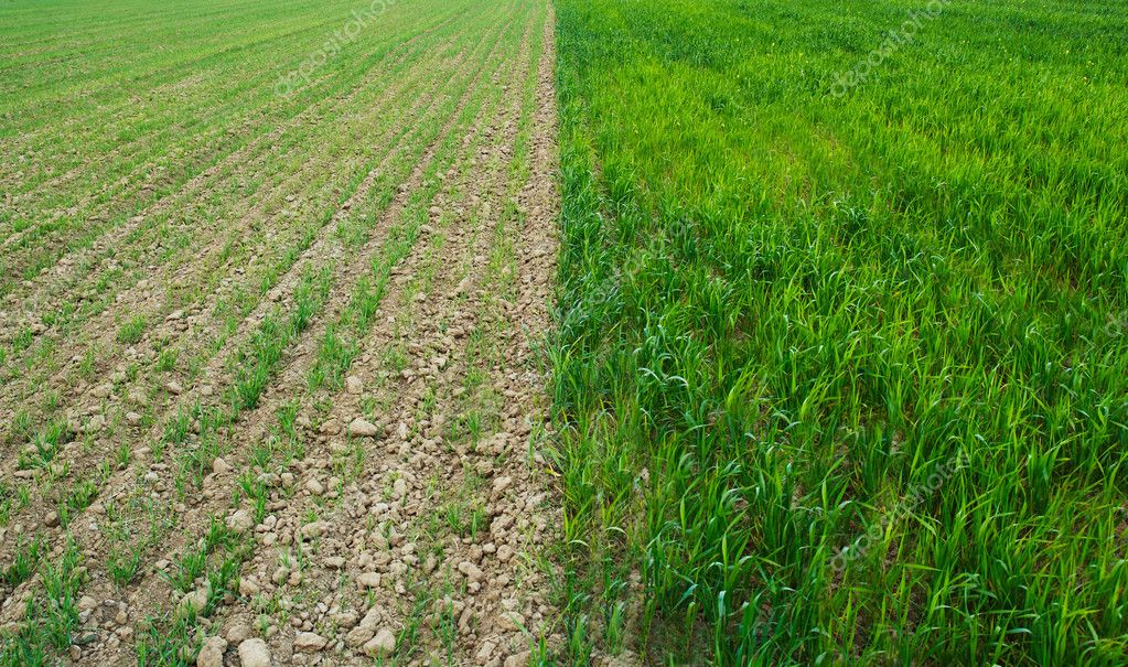 Bad and good wheaten field Stock Photo by ©vtorous 3773046