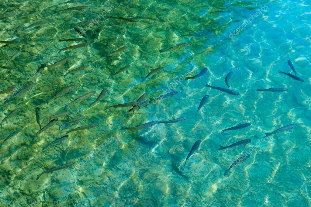Trout fish shoal in clear water Stock Photo by ©morozena 3268119