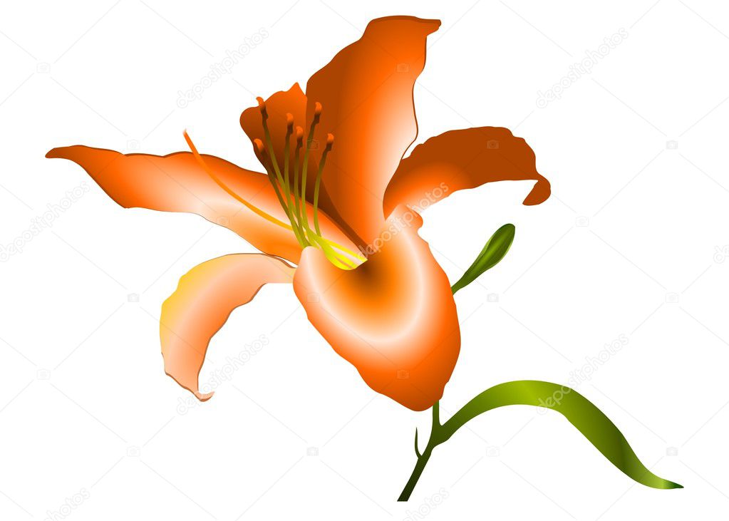 Lily (Lilium) isolated vector Stock Vector Image by ©fpainter7 #3412621