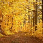 Forest path at sunset — Stock Photo © nature78 #2768282