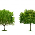 Three beautiful tree isolated Stock Photo by ©majaFOTO 3165051