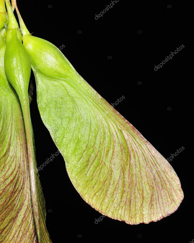 Maple Tree Seeds — Stock Photo © brm1949 #3082169