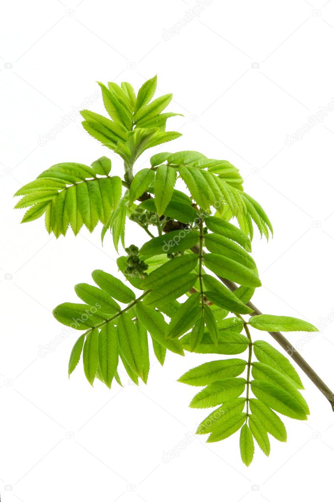 Spring leaves of rowan tree — Stock Photo © geniuslady #2883679
