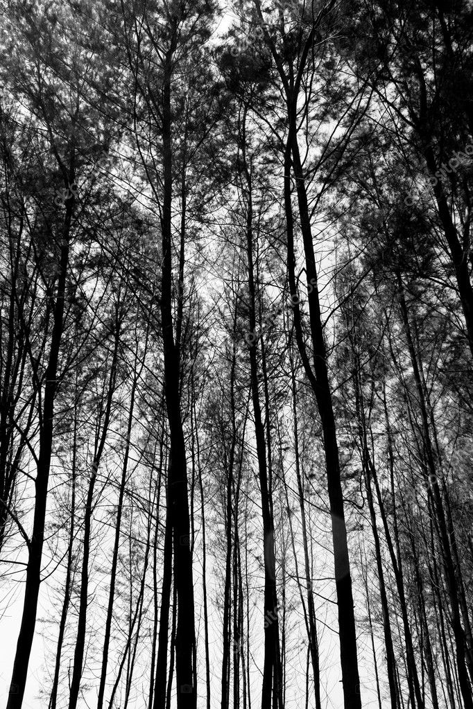 Tall Trees Background Stock Photo by ©thefinalmiracle 2965869