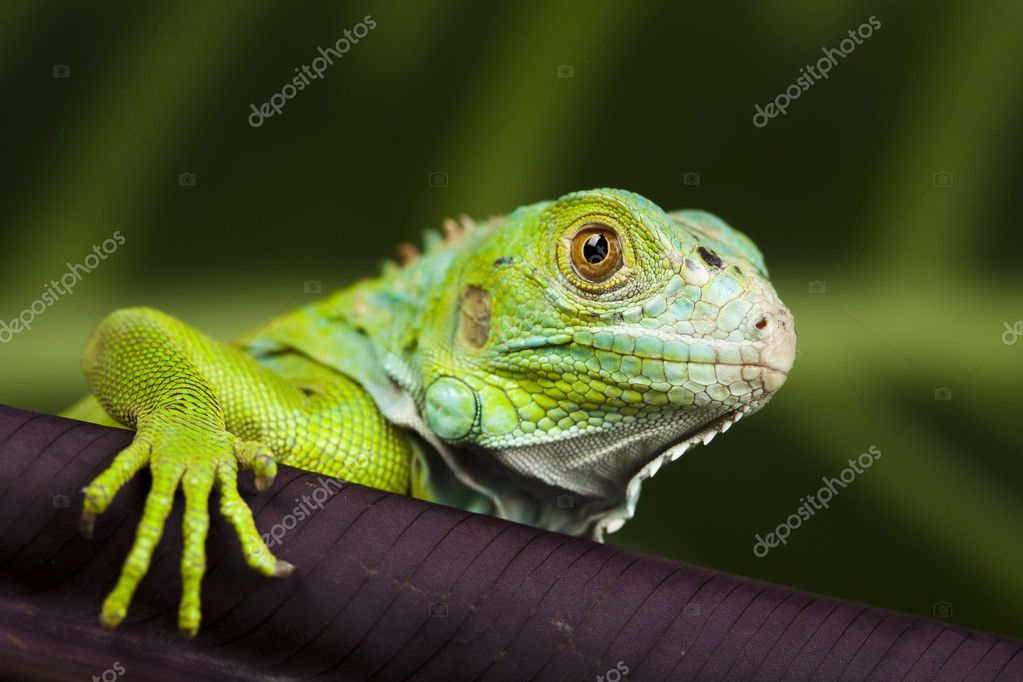 Iguana, small dragon, lizard, gecko — Stock Photo © JanPietruszka #3810489