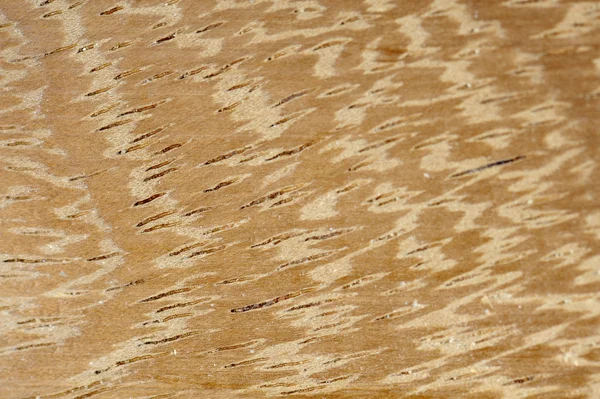 Iroko wood texture | Iroko wood texture — Stock Photo © joiner1 #3567492