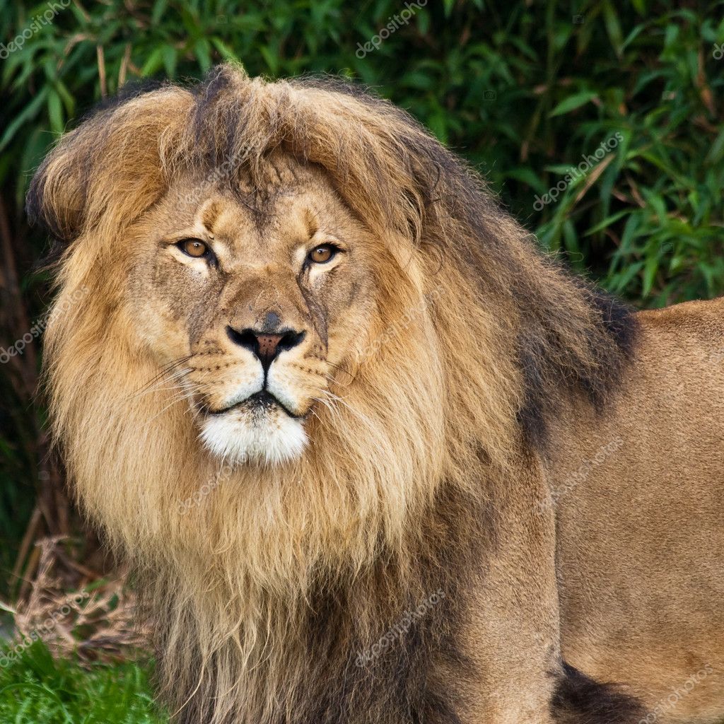 Lion Portrait — Stock Photo © nstanev #2702520