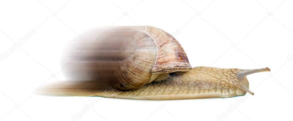 Fast snail — Stock Photo © wacpan #3117184