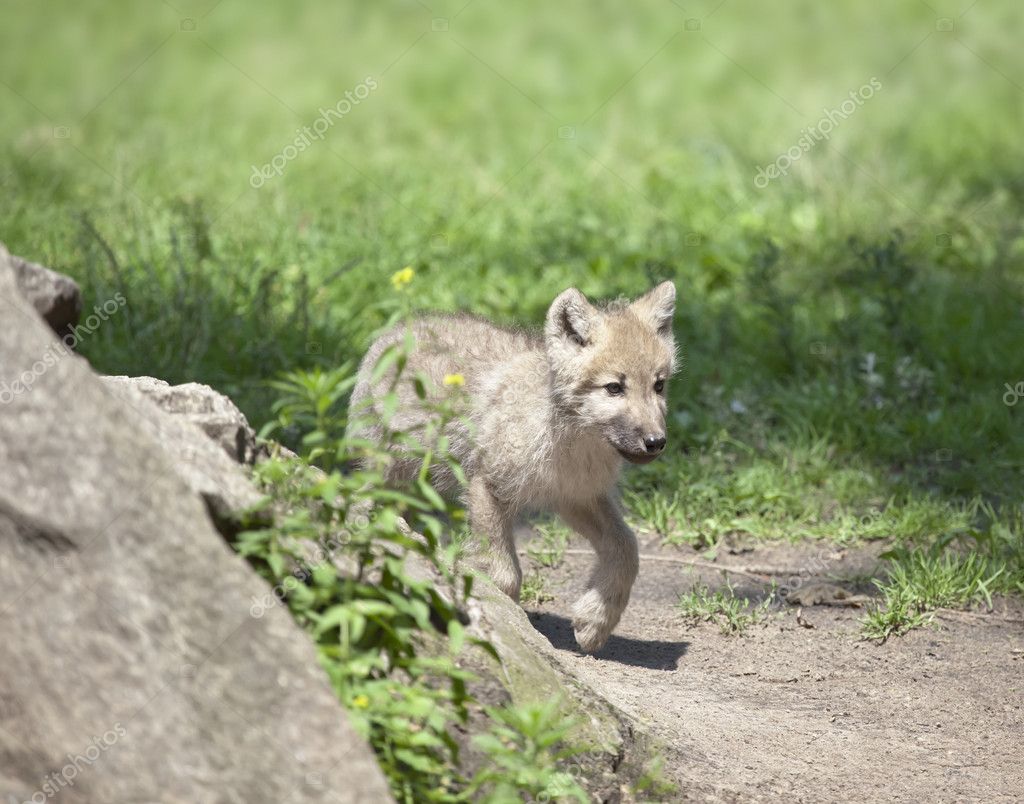Wolf cub — Stock Photo © magann #3485647