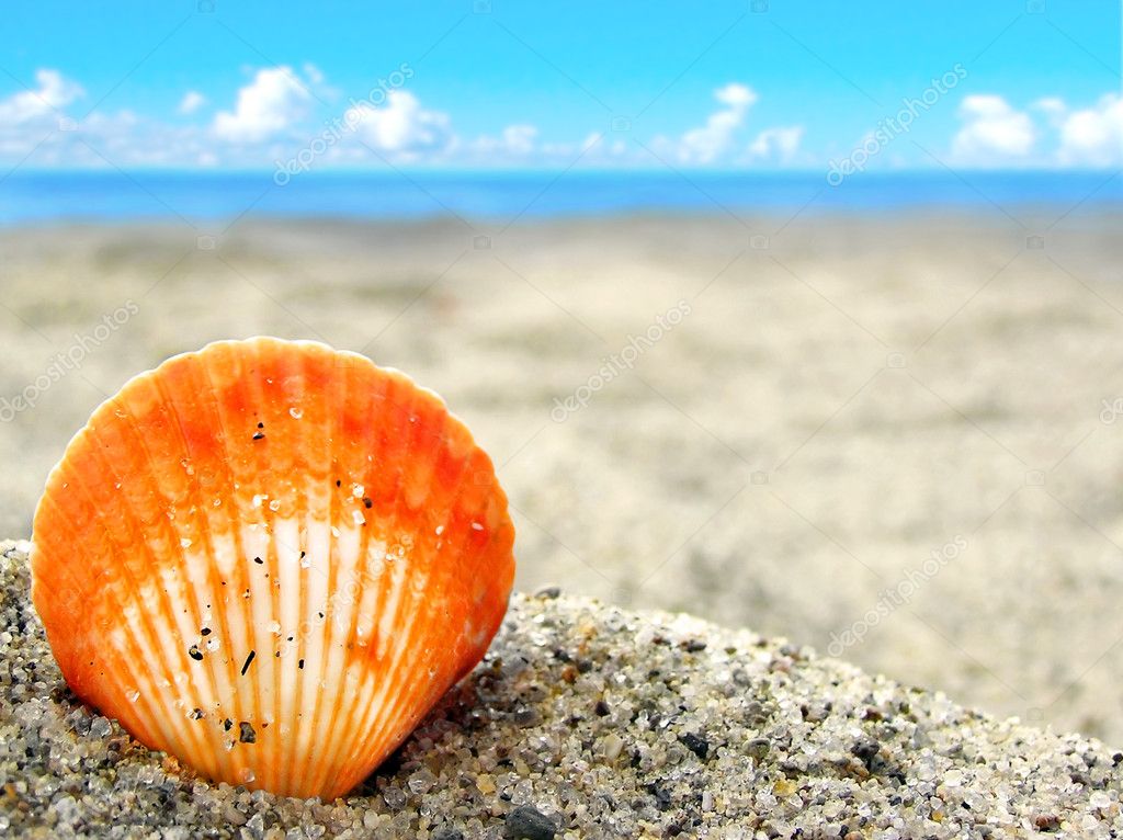 Orange shell in the sand — Stock Photo © Mirage3 #3807488