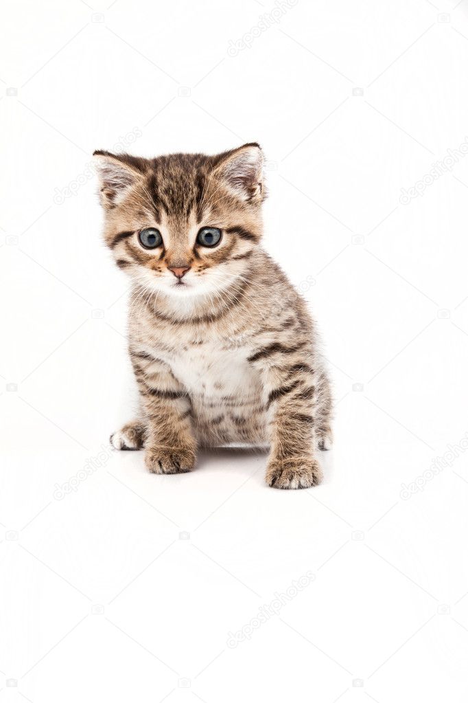 Little grey cat isolated on white — Stock Photo © kavita #3203799