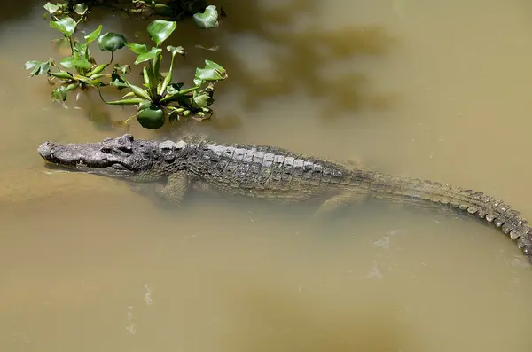 Alligator in water Stock Photos, Royalty Free Alligator in water Images ...