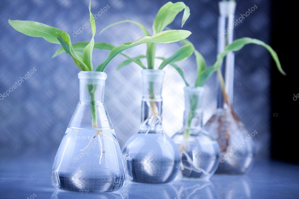 Green Seedling laboratory — Stock Photo © BrunoWeltmann #3228980