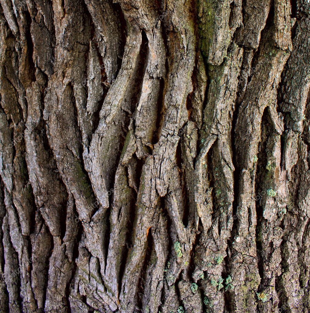 Rinde einer alten eiche hautnah — Stockfoto © Ferumov #3318537