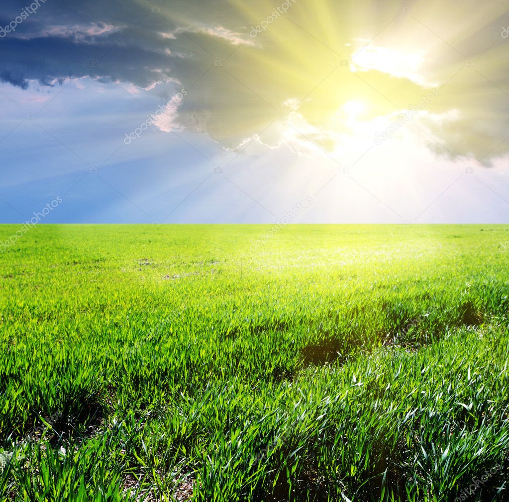 Sunny field — Stock Photo © kamchatka #3059164