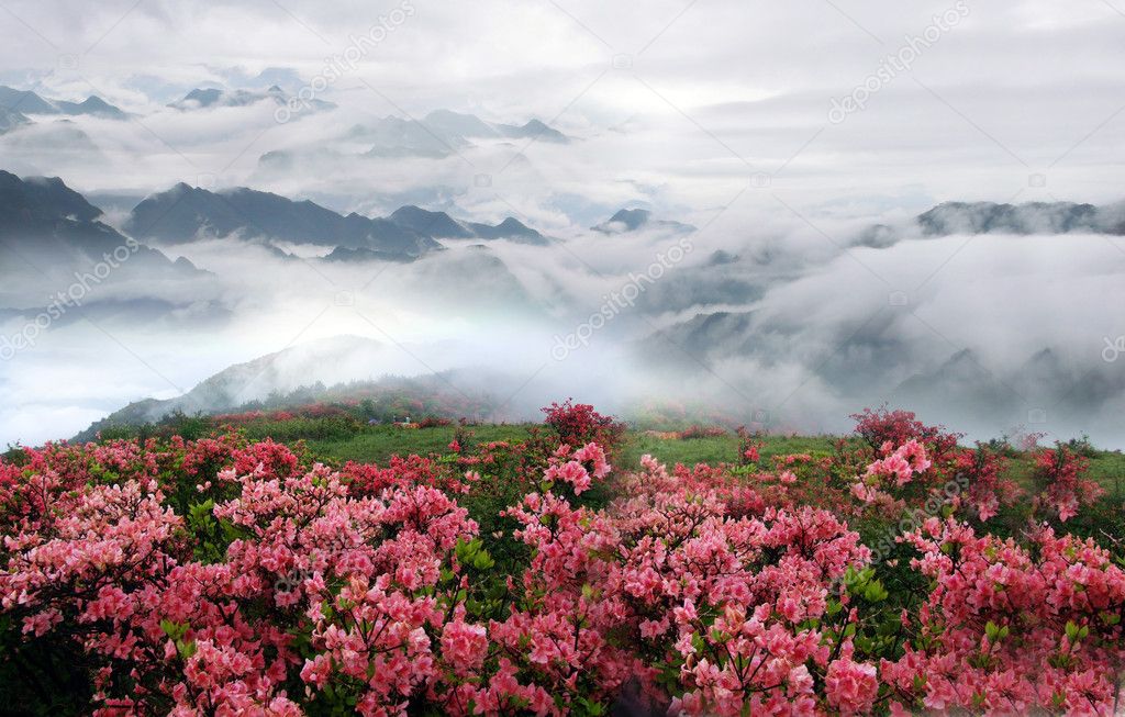 Spring misty mountain landscape with peach flowers — Stock Photo ...