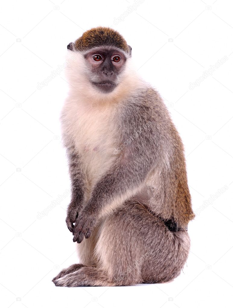 Vervet Monkey on the white background — Stock Photo © art_man #2706655
