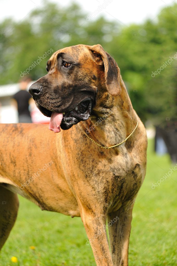 Are Mastiffs Playfull