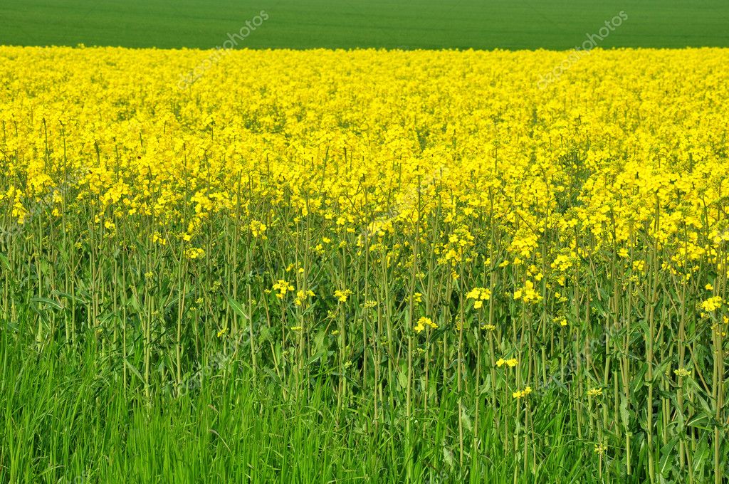 Colza field — Stock Photo © sanddebeautheil #3233193