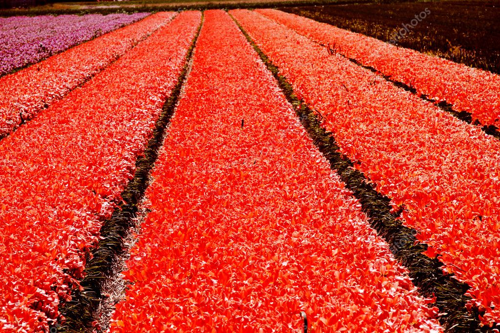 Field of red colours — Stock Photo © saras66 #3478852