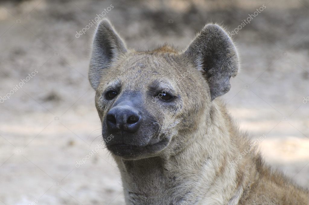 Jackal head — Stock Photo © zenjung #3523479