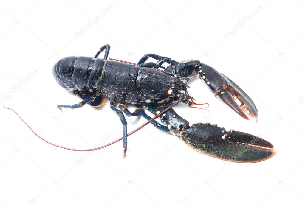 Breton lobster. Stock Photo by ©BZH2224 3291281