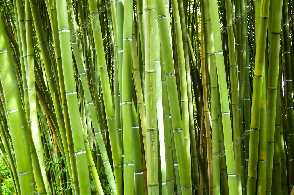Bamboo — Stock Photo © cla1978 #3160071