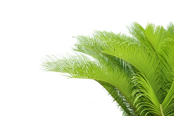 Cycas leaf Stock Photo by ©chungking 3259451