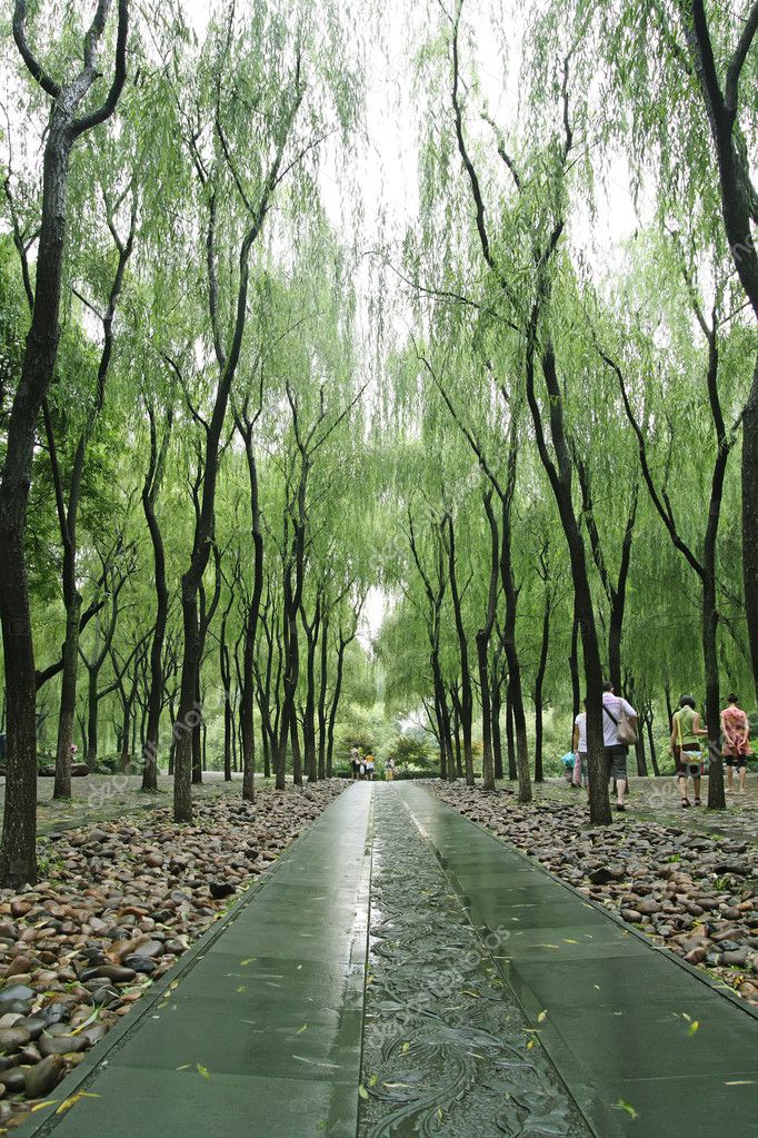 Willow tree-lined path — Stock Photo © chungking #3545664